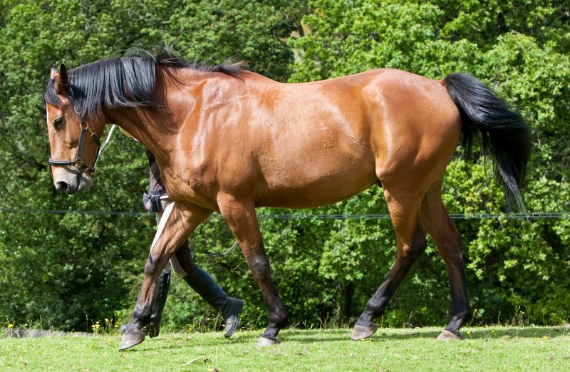 Positive Reinforcement Training - World Bitless Association