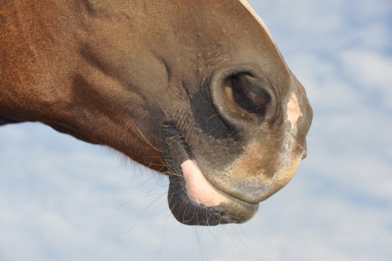 VIBRISSAE - Hands OFF Whiskers - World Bitless Association